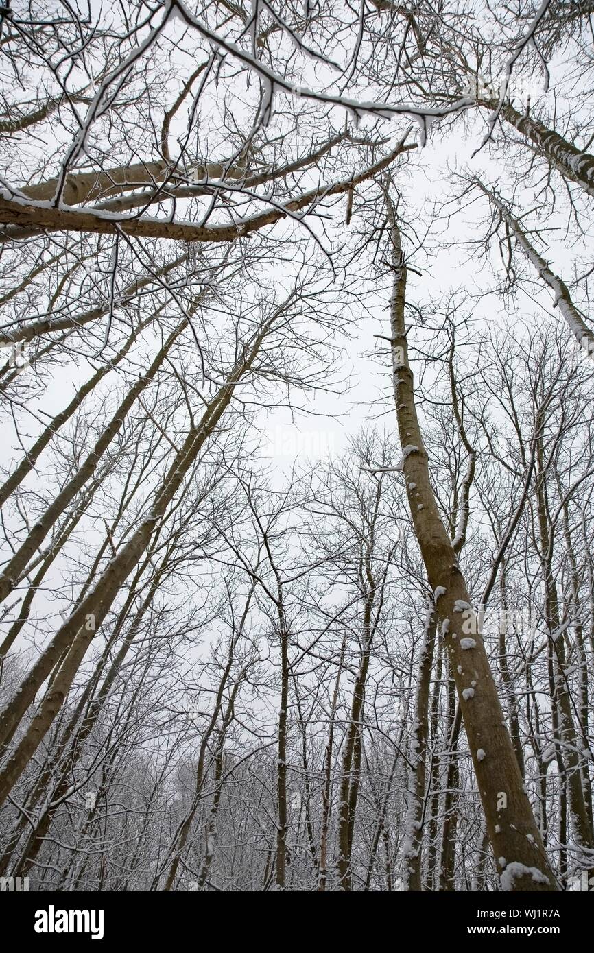 Winter scene in forest. Kent England Stock Photo - Alamy