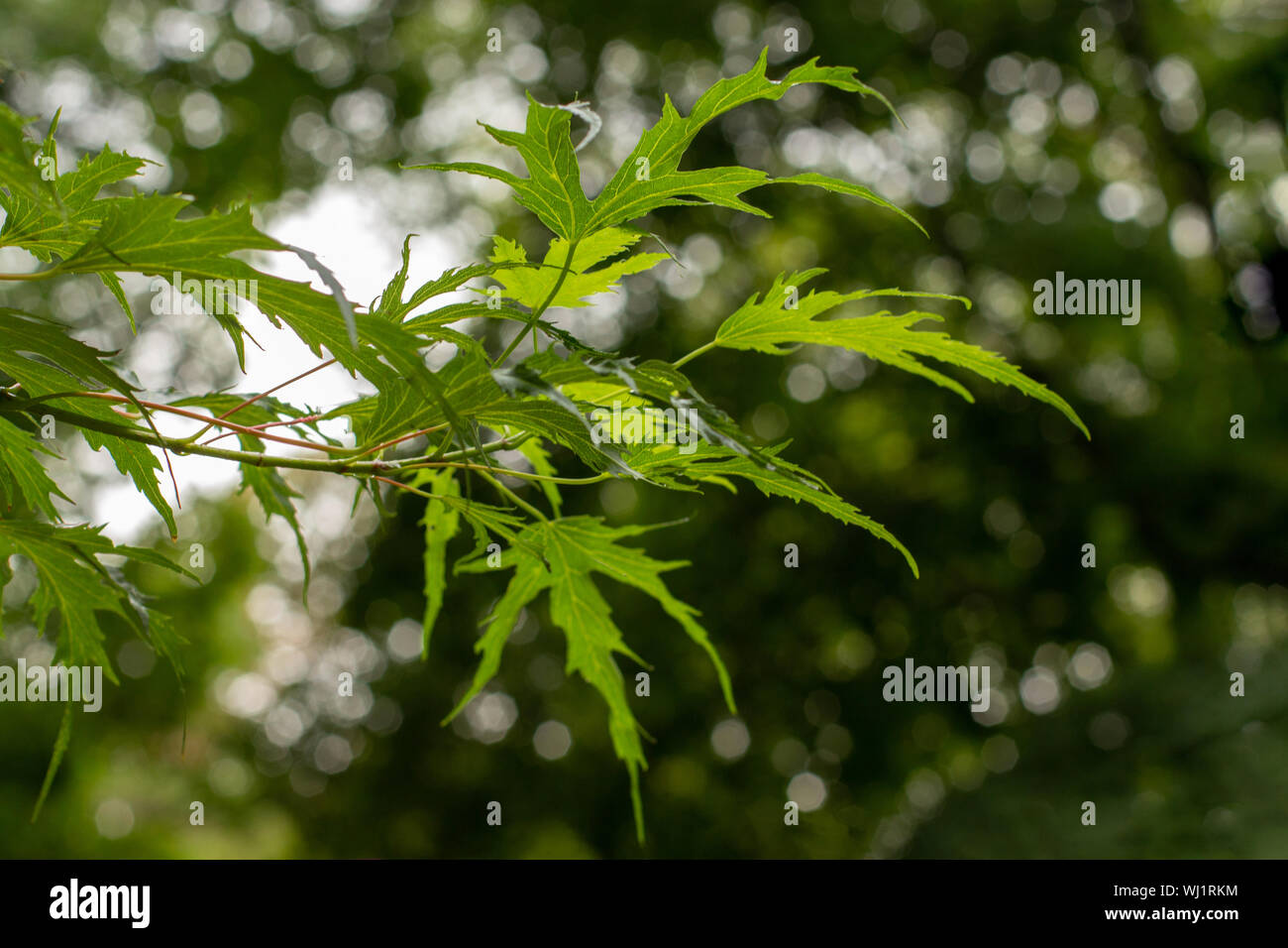 Young Silver Maple Tree