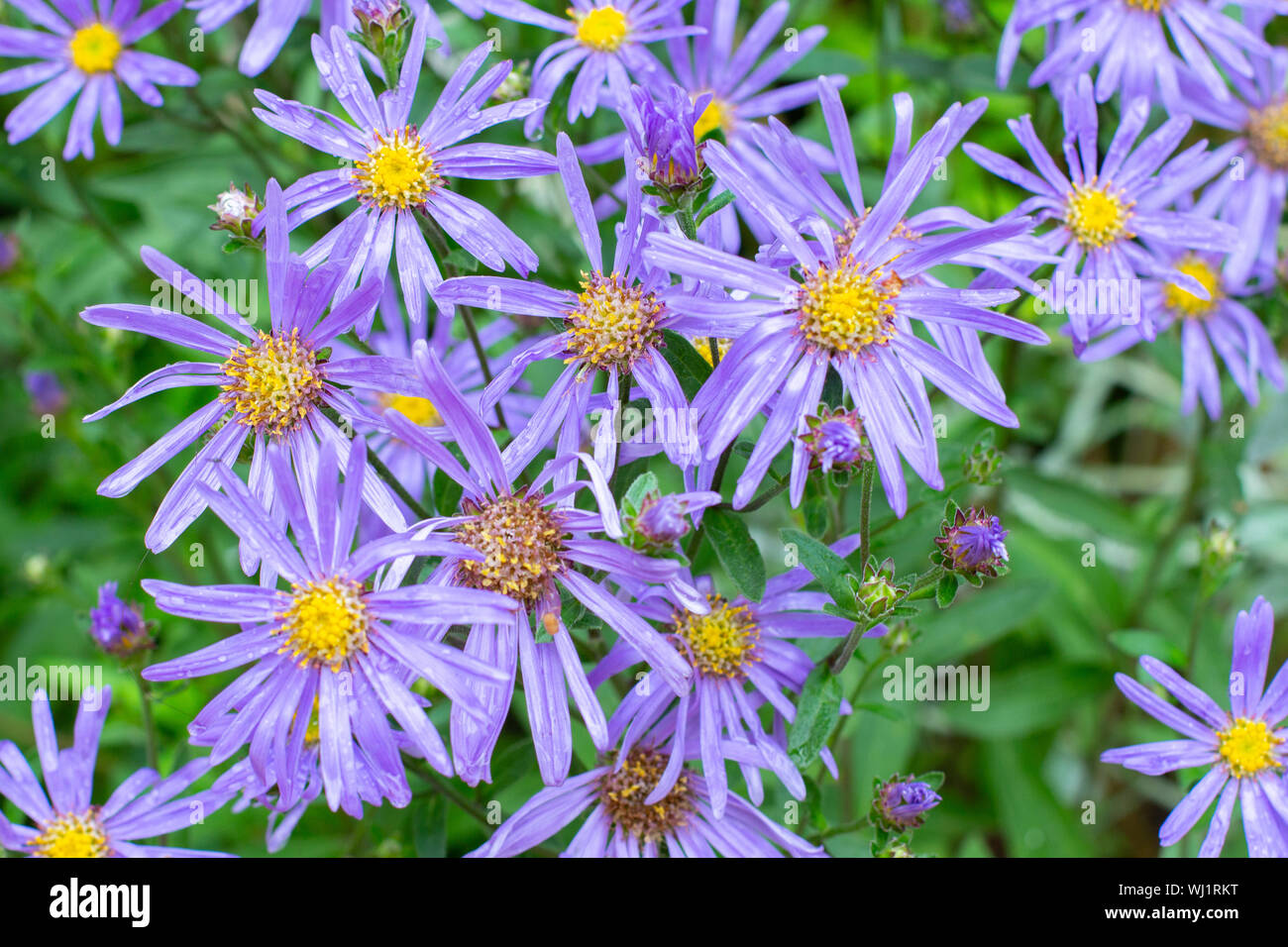 Steppe astra hi-res stock photography and images - Alamy