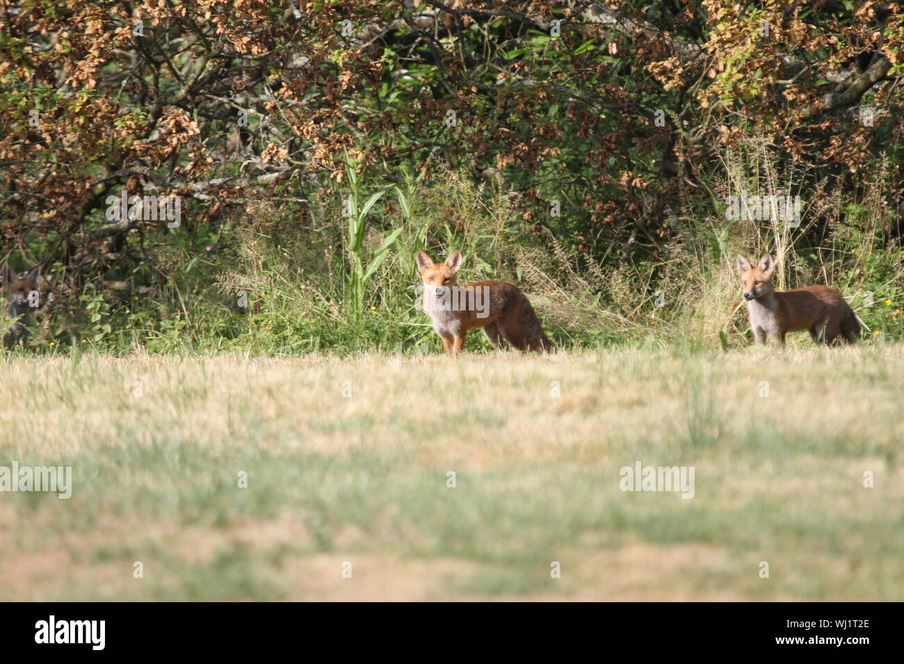 Urban foxes hi-res stock photography and images - Alamy