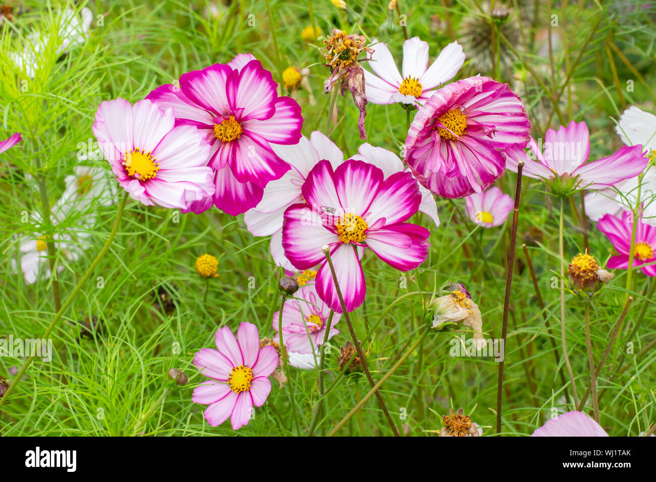 Many cosmos bipinnatus flowers in a decorative garden. White Pink ...