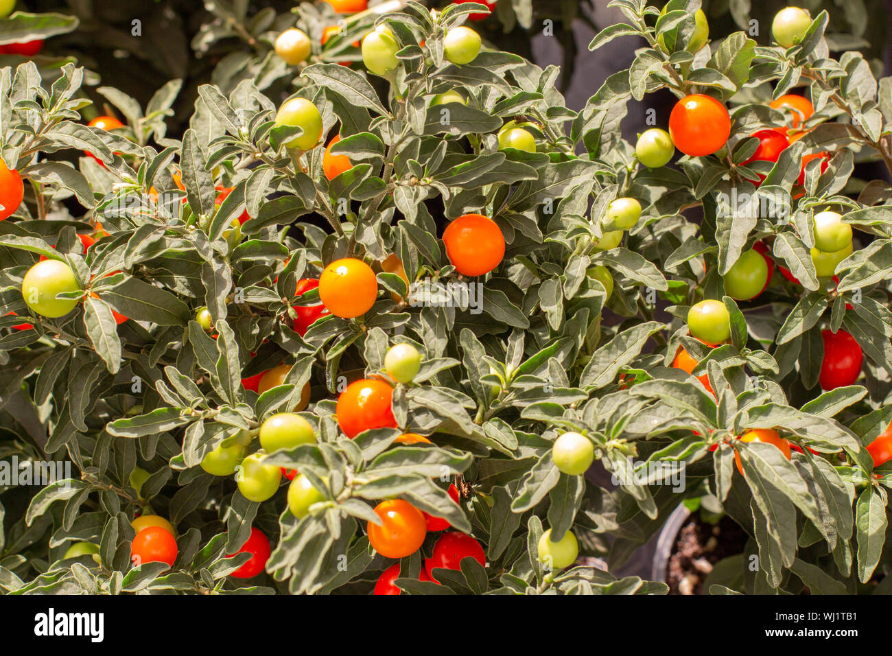 Red Berries Nightshade Family at William Ruth blog