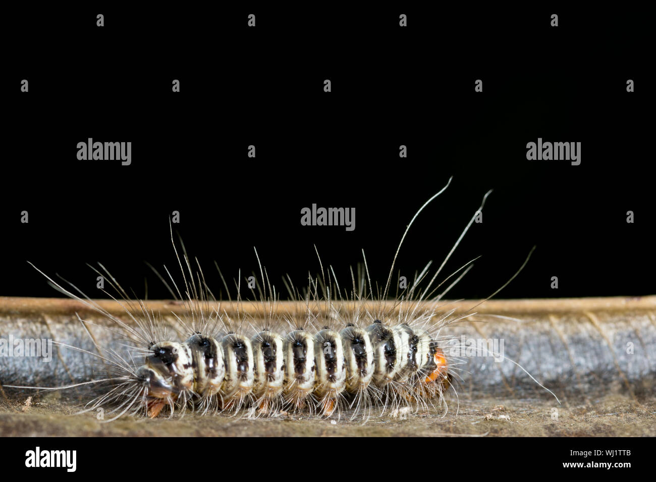 Spiked Caterpillar High Resolution Stock Photography and Images - Alamy
