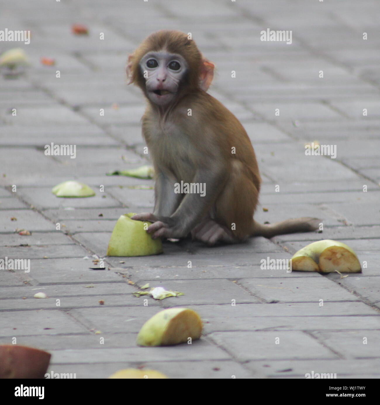 Monkey eating an apple hi-res stock photography and images - Alamy
