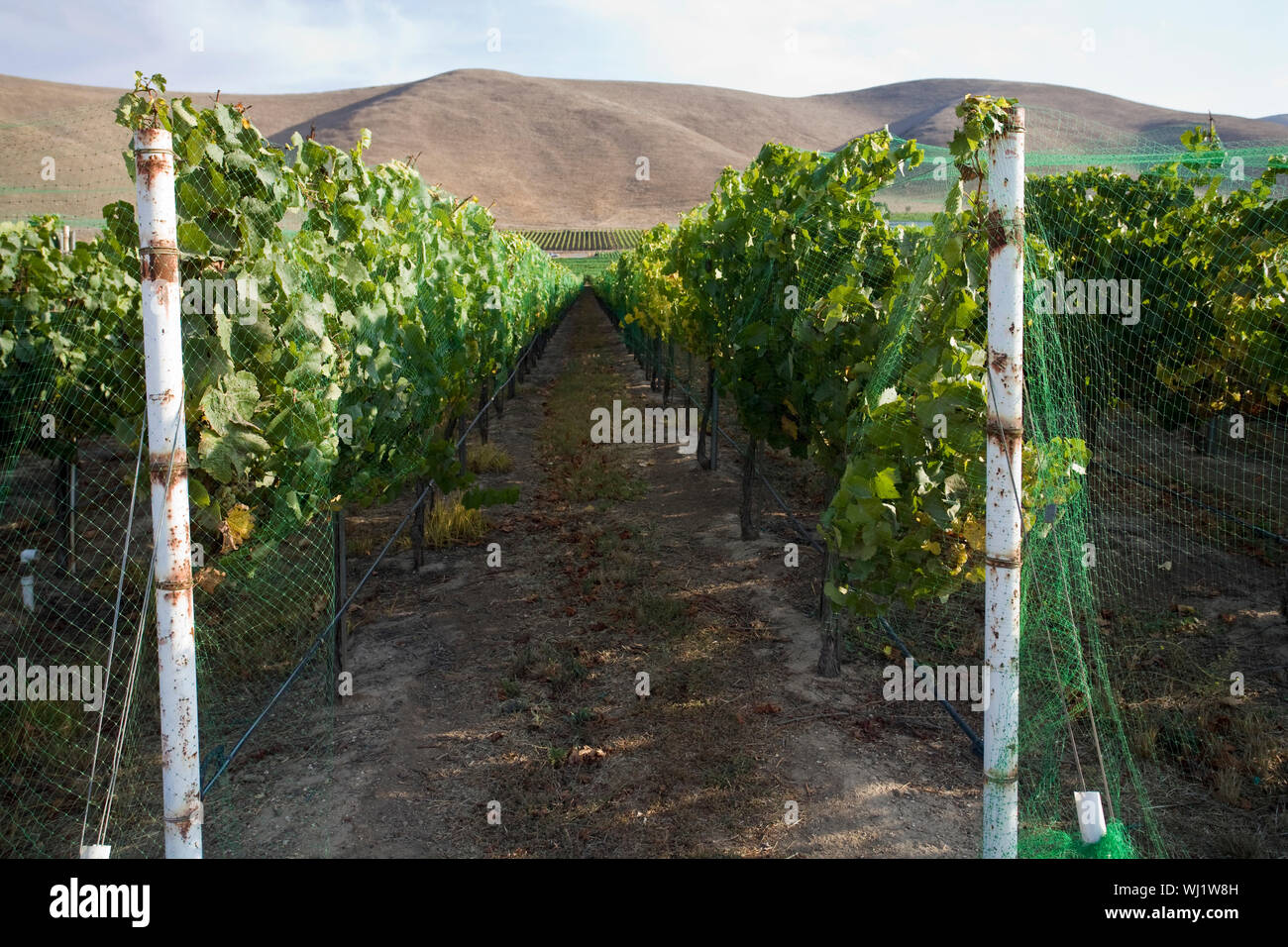 Grape vineyard pathway mountain hi-res stock photography and images - Alamy