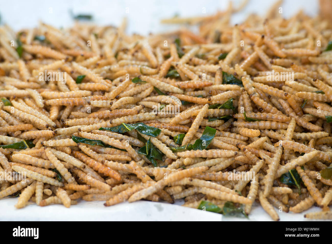 Small worms hi-res stock photography and images - Alamy