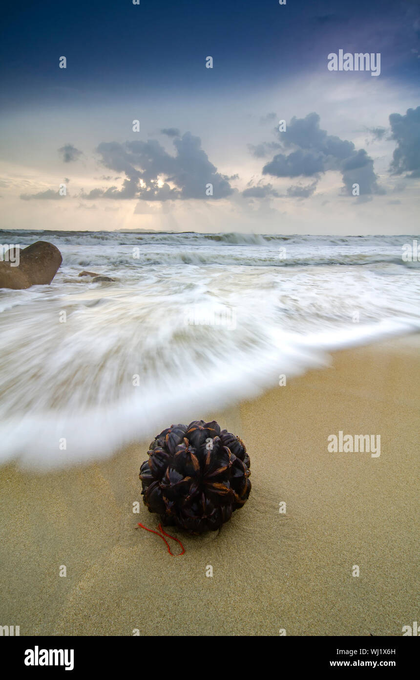 Shell On Shore At Beach Stock Photo - Alamy