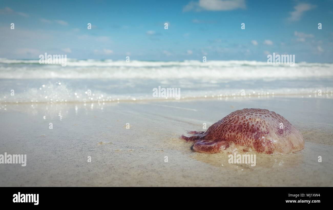 Shore creature hi-res stock photography and images - Alamy