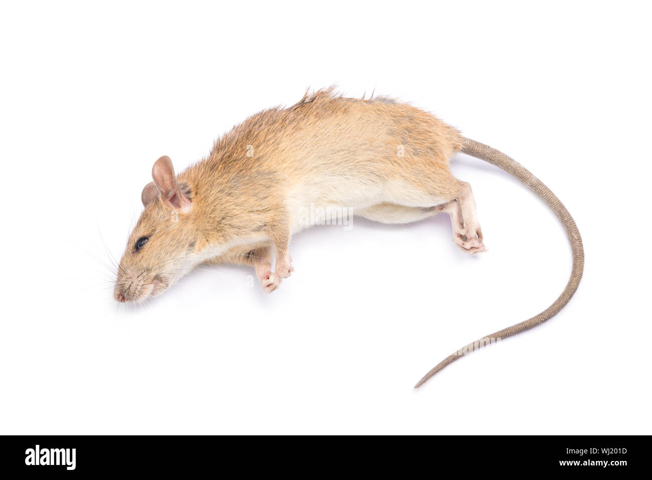 Dead rodent Cut Out Stock Images & Pictures - Alamy