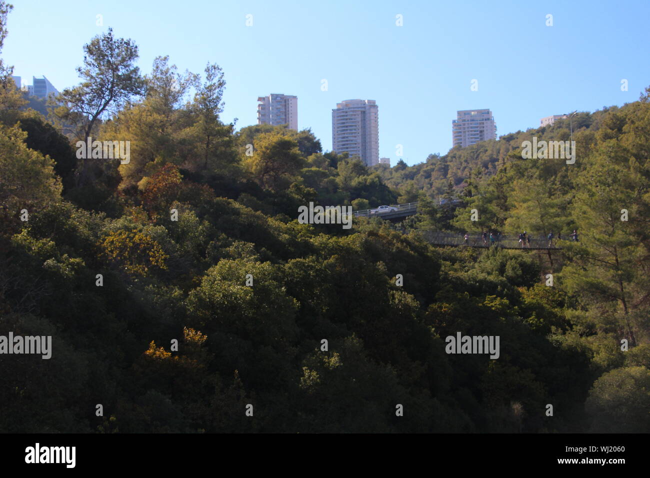 View of treetops hi-res stock photography and images - Alamy