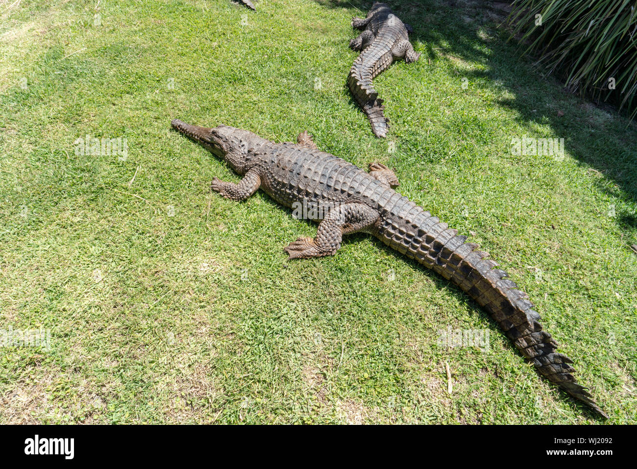Crocodile sanctuary hi-res stock photography and images - Alamy