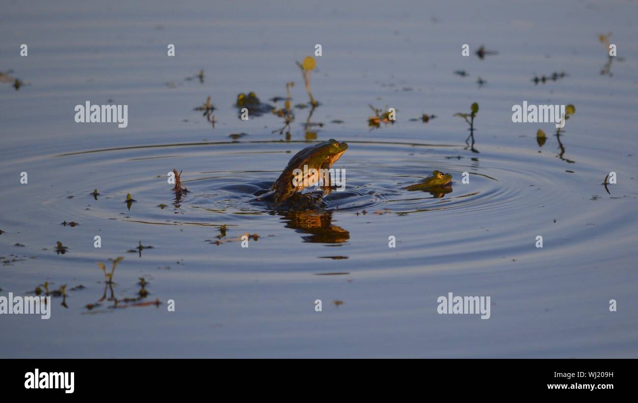 Frog jumping water hi-res stock photography and images - Alamy