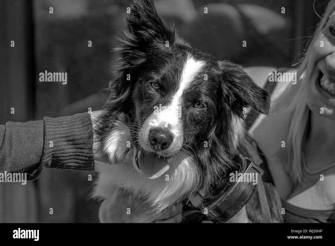 Woman with border collie Black and White Stock Photos & Images - Alamy