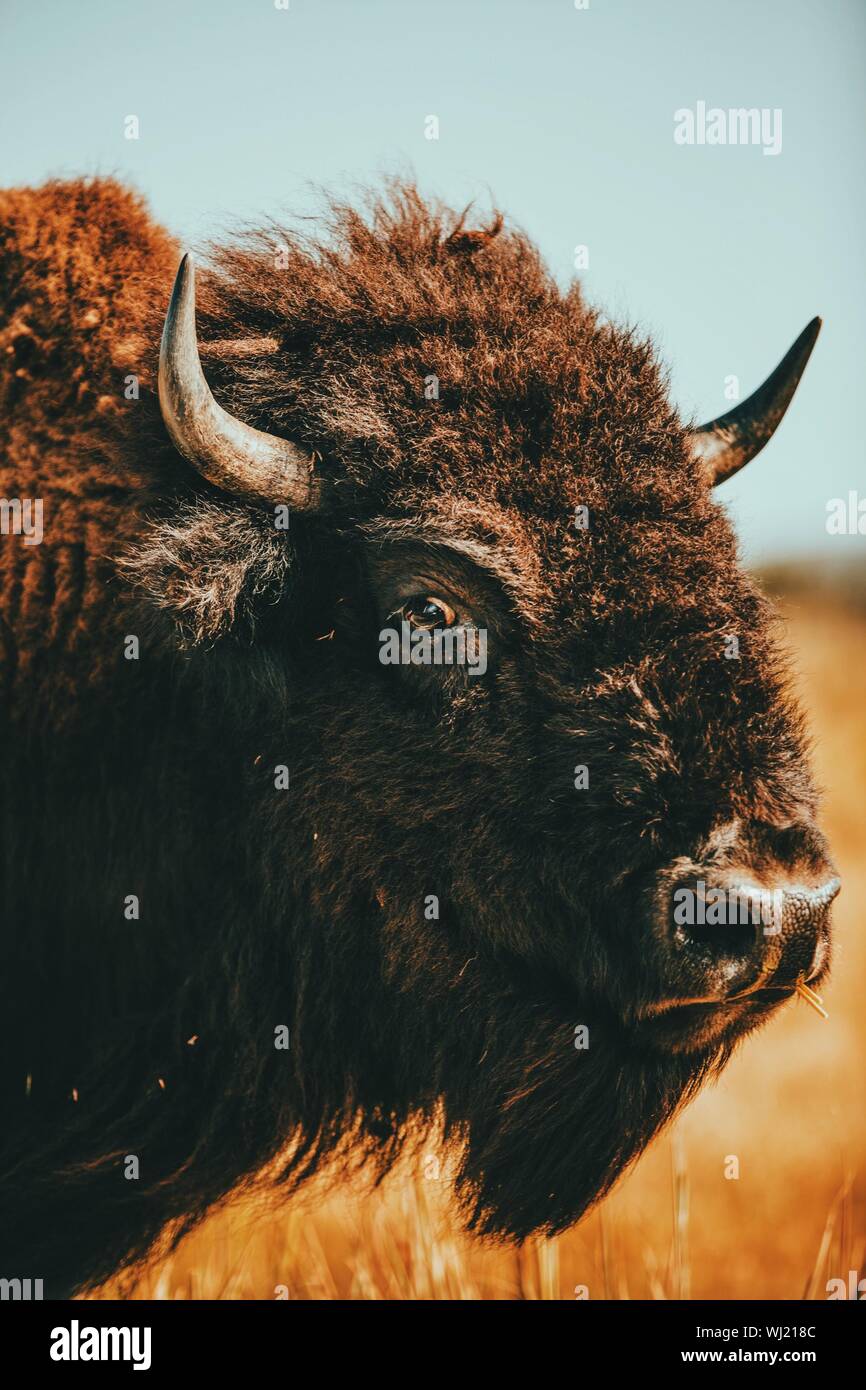 Close up of bison hi-res stock photography and images - Alamy