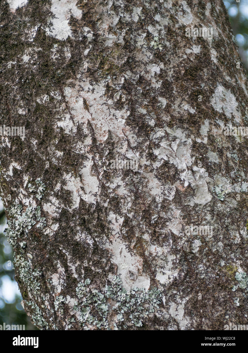 Greyish tree bark of White Poplar / Populus alba, a species favouring ...