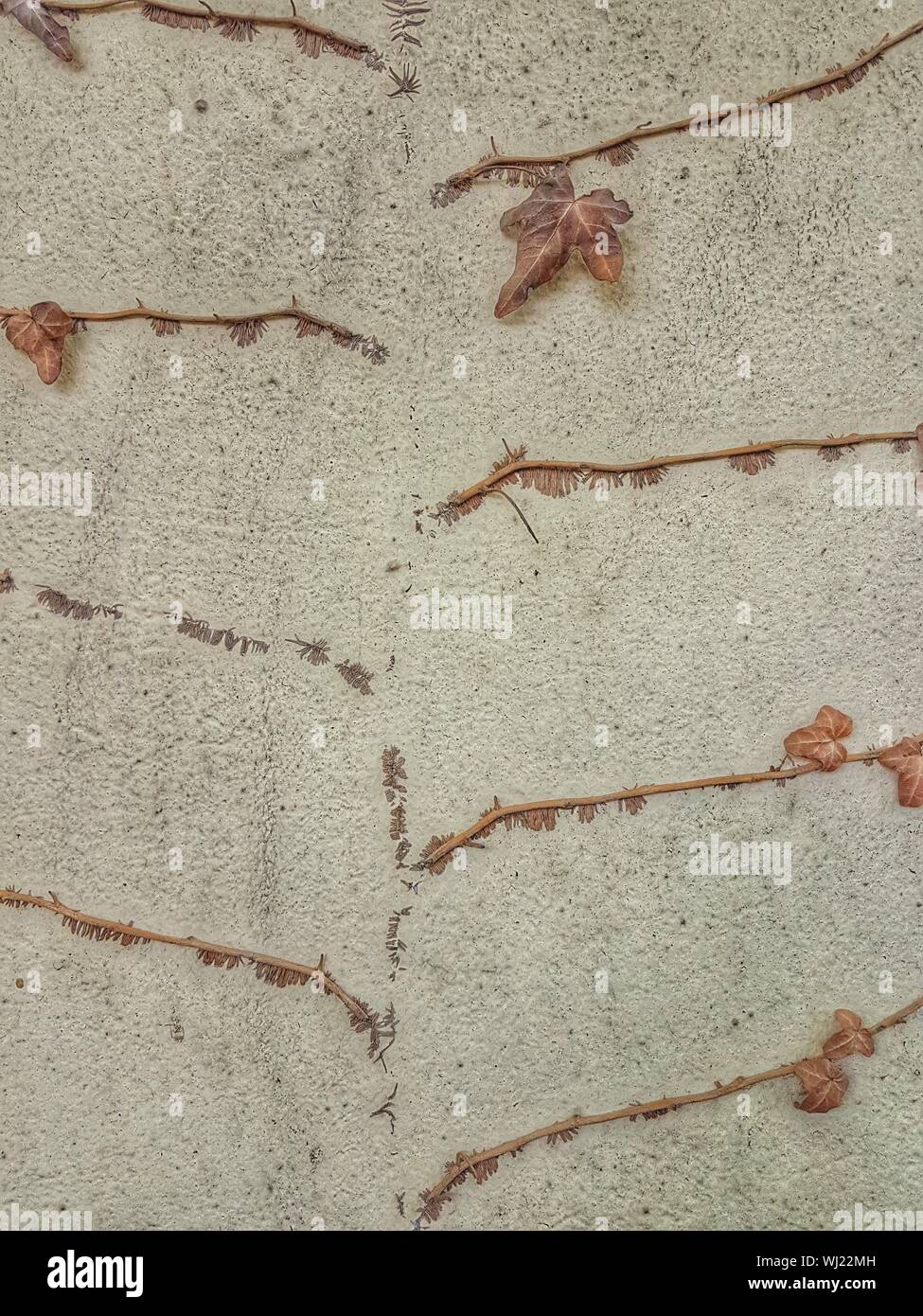 Wall creeping hi-res stock photography and images - Alamy