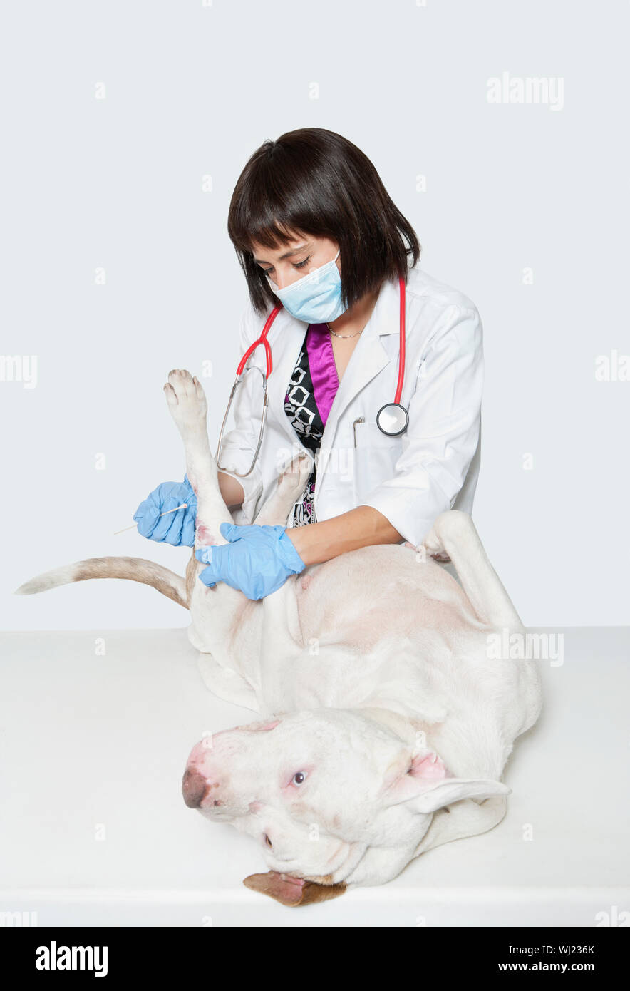Female vet cleaning dog's injury with stick bud over gray background ...