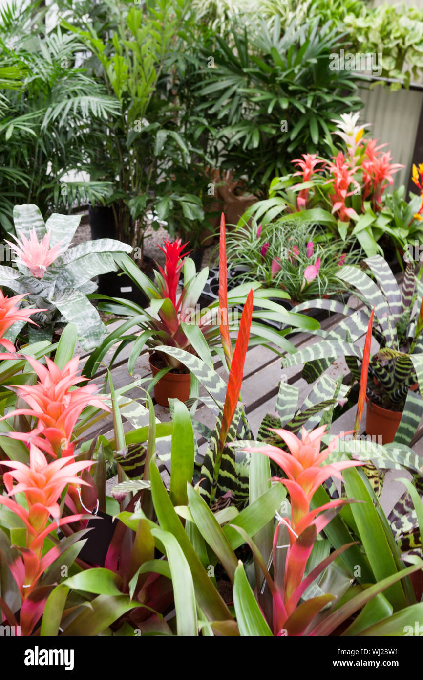 Plants in botanical garden Stock Photo - Alamy