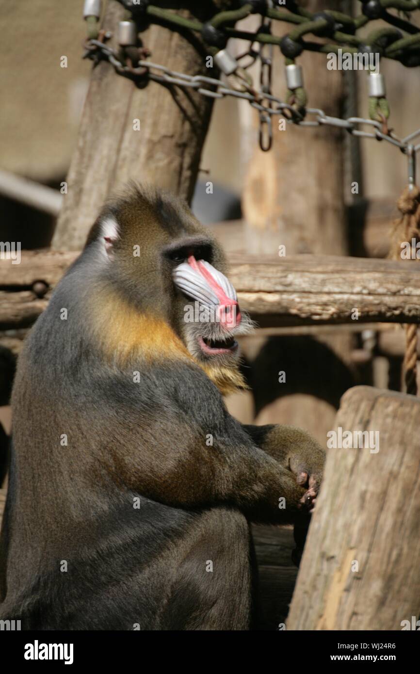 Mandrill monkey baboon hi-res stock photography and images - Alamy