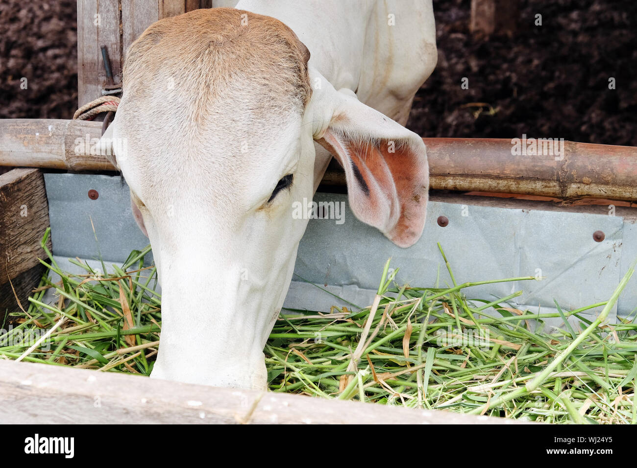 Cow straw hi-res stock photography and images - Alamy