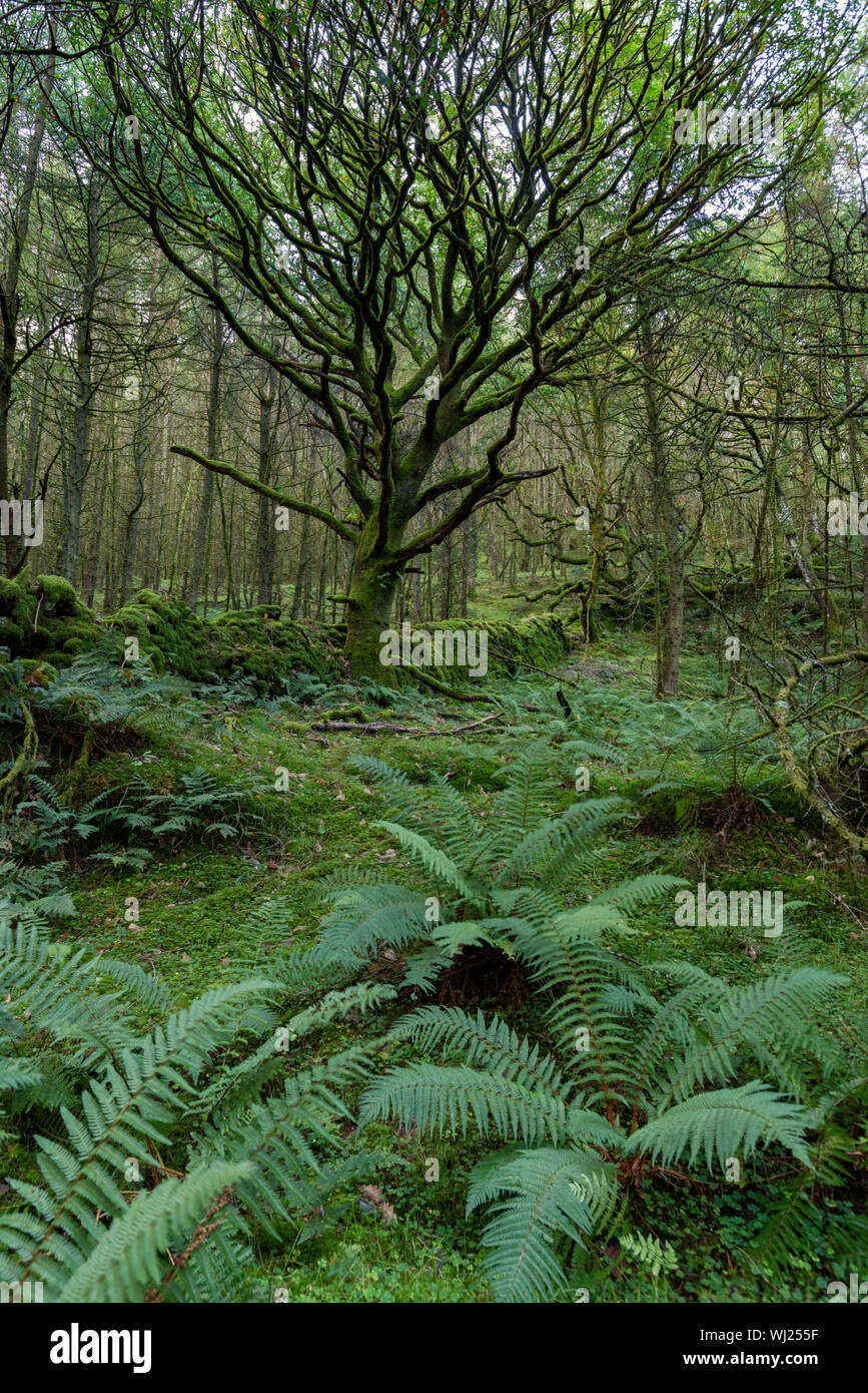 Skeletal tree hi-res stock photography and images - Alamy