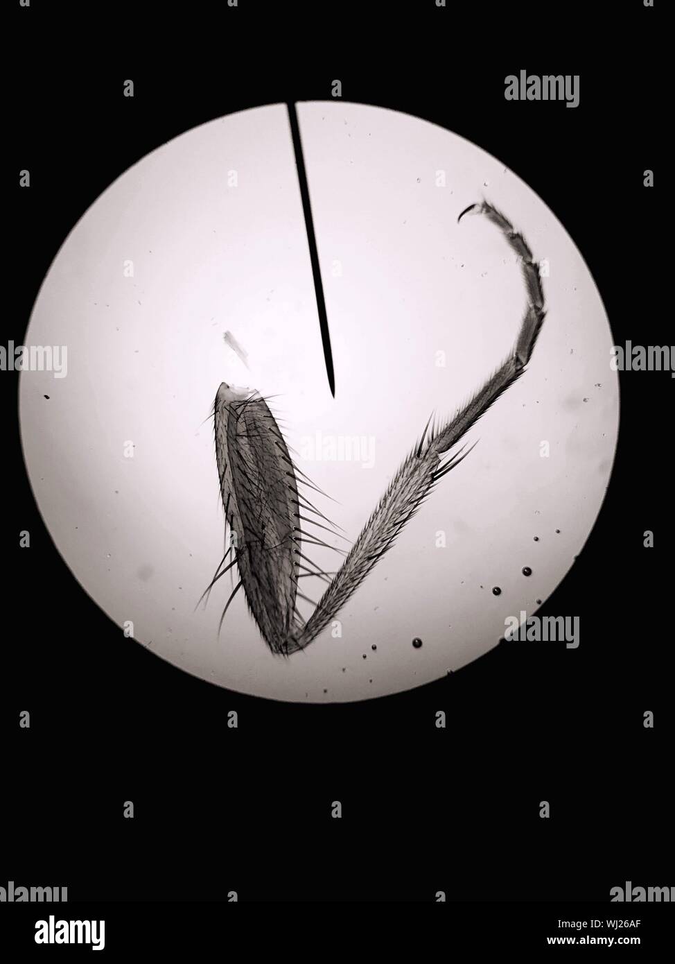 Insect and microscope hi-res stock photography and images - Alamy