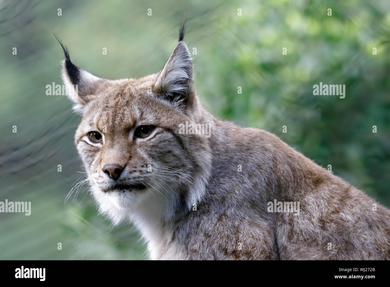 Puma portrait hi-res stock photography and images - Alamy