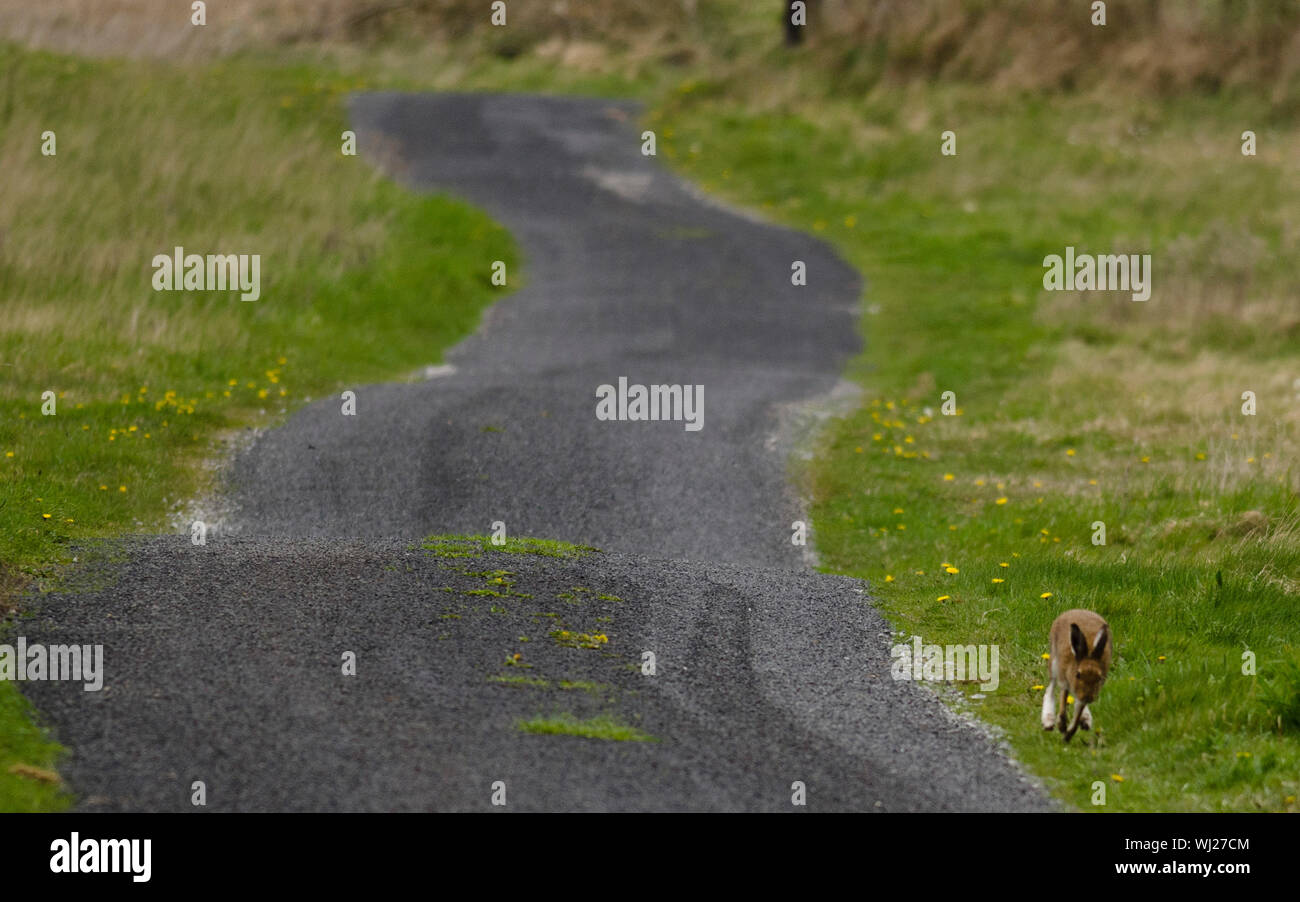 Rabbit running not hare not dog not fox hi-res stock photography and ...
