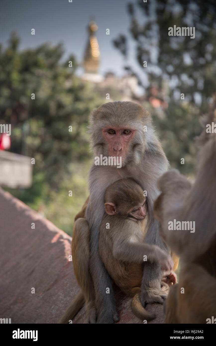 Monkeys pashupatinath temple kathmandu nepal hi-res stock photography ...