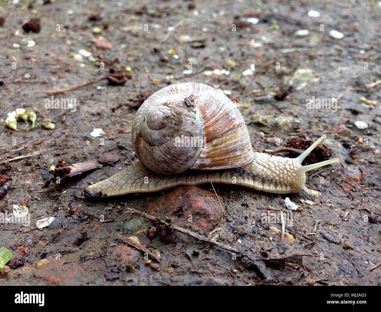 Mud snail hi-res stock photography and images - Alamy