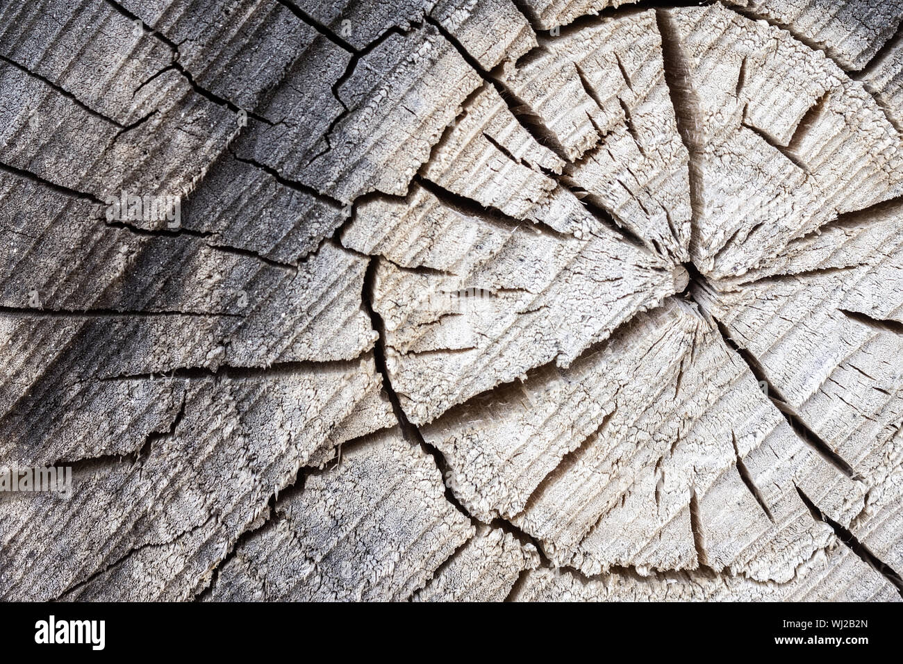 Abstract tree background, tree texture in section Stock Photo - Alamy