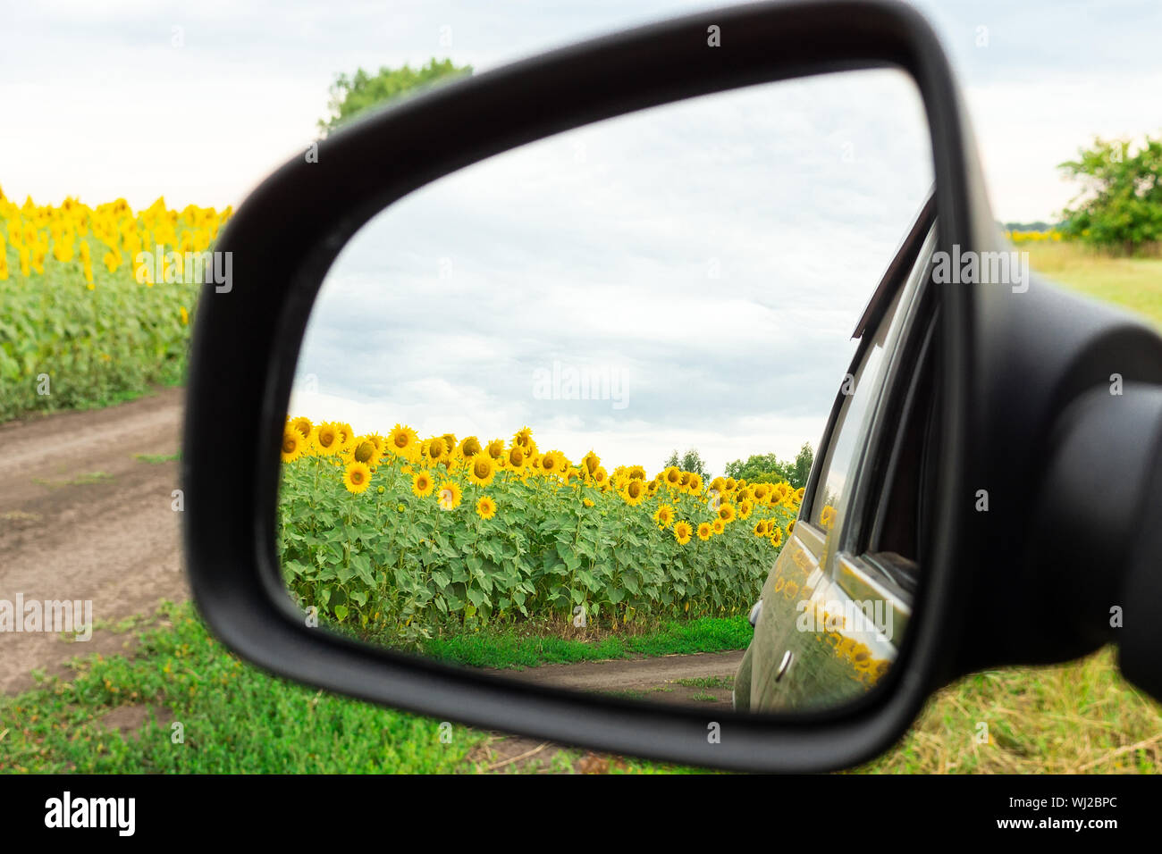 beautiful field with sunflowers, seen from the side window of a car and ...