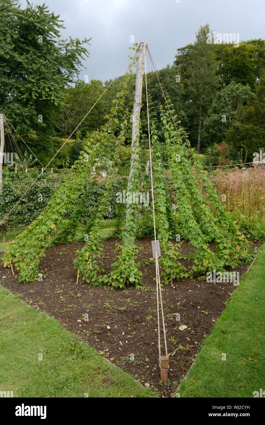 Fuggles hops wigwam at Rococo Garden Painswick Gloucestershire England ...