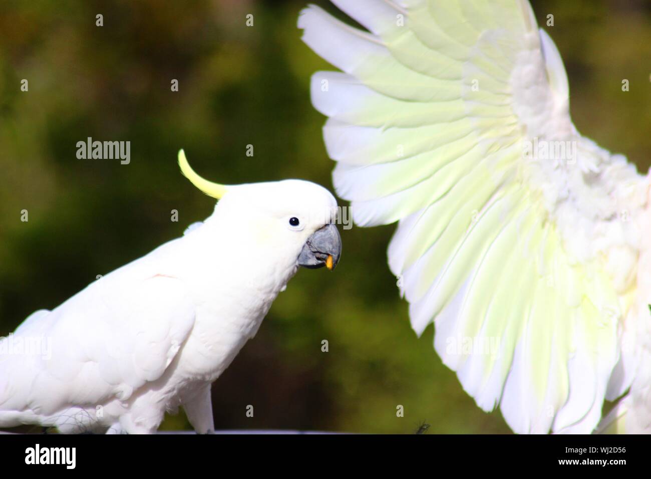 Cockatoos in the wild hi-res stock photography and images - Alamy