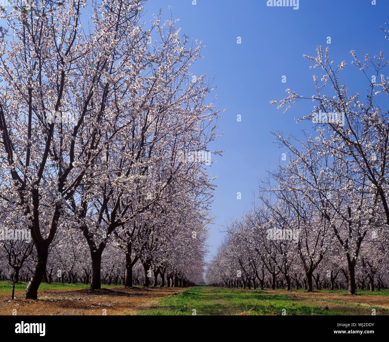Almond Orchard in blossom LeGrand Merced County California Stock Photo ...