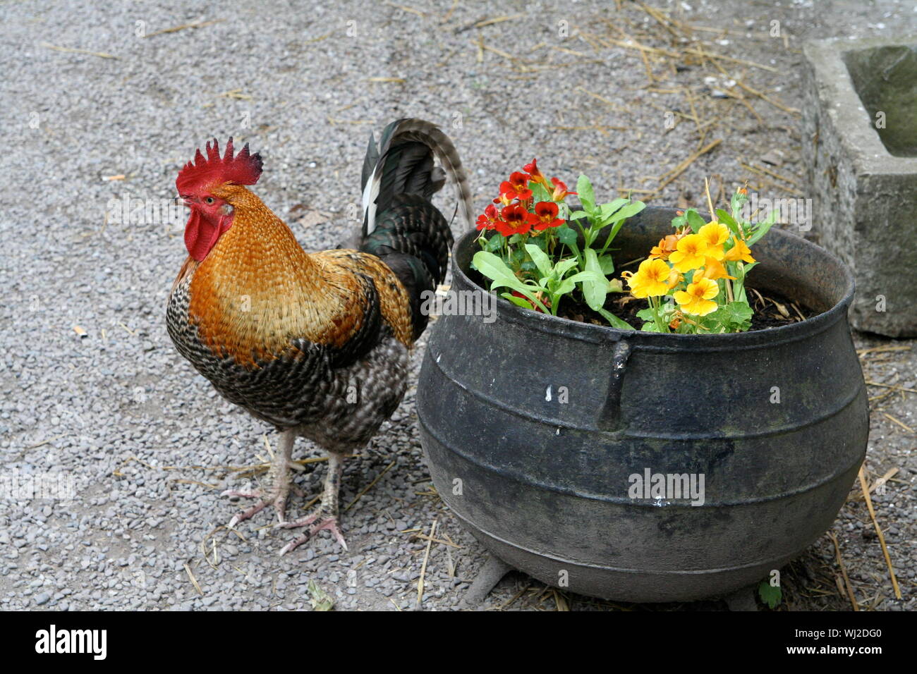 Rooster flower hi-res stock photography and images - Alamy
