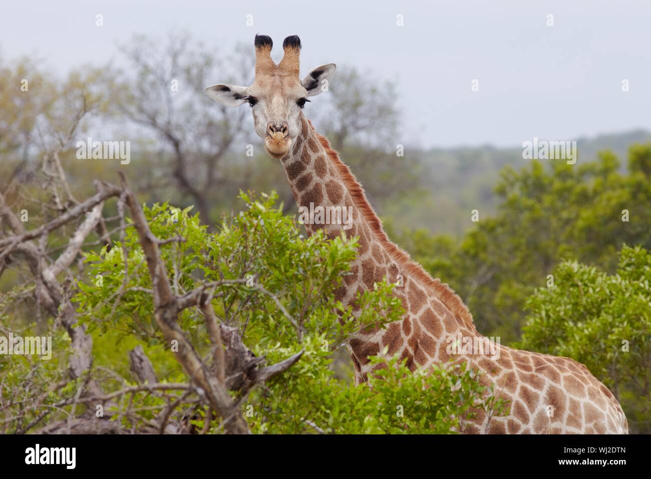 South african giraffe stands hi-res stock photography and images - Alamy