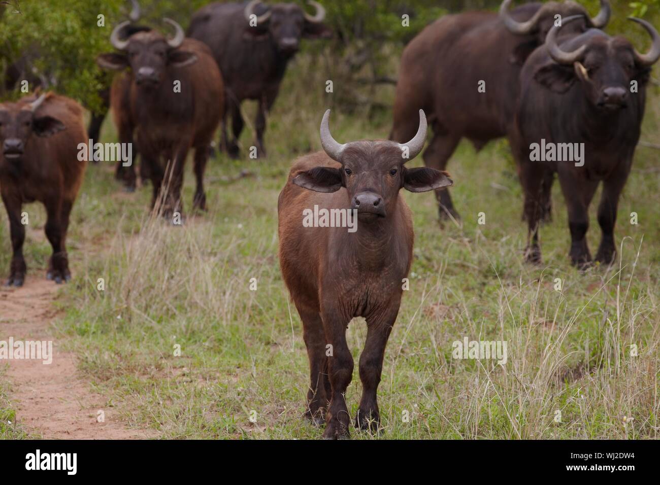 Water Buffalo in African plains Stock Photo - Alamy