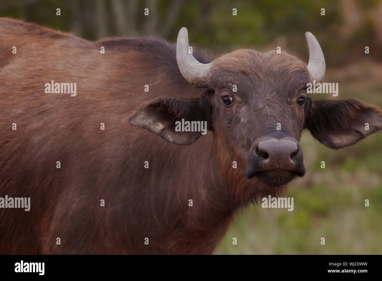 Water Buffalo in African plains Stock Photo - Alamy