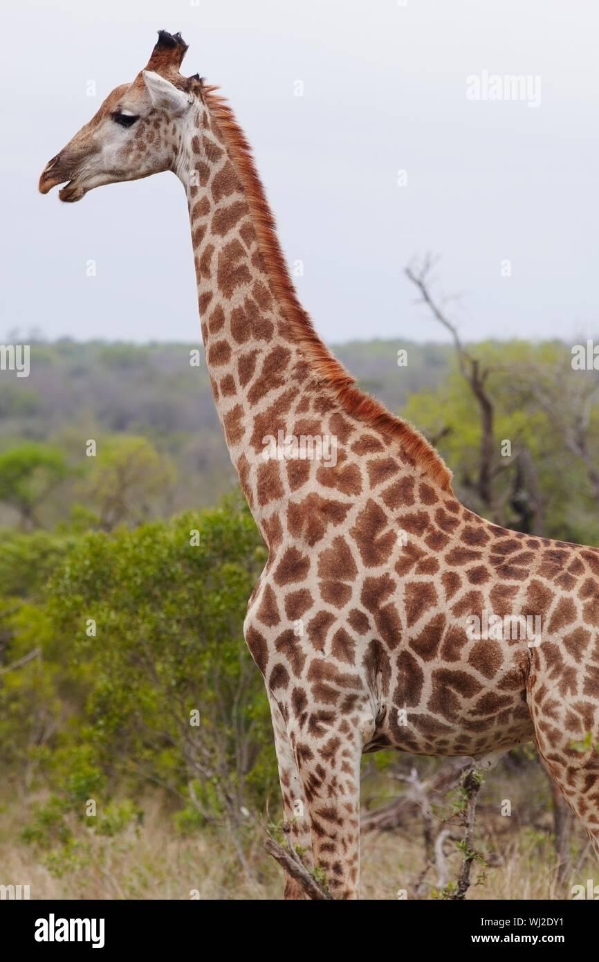 Giraffe stands side view profile Stock Photo - Alamy
