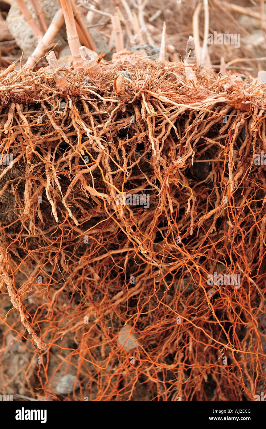 Dried up roots hi-res stock photography and images - Alamy