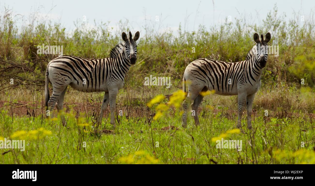 Two plains zebra stand hi-res stock photography and images - Alamy