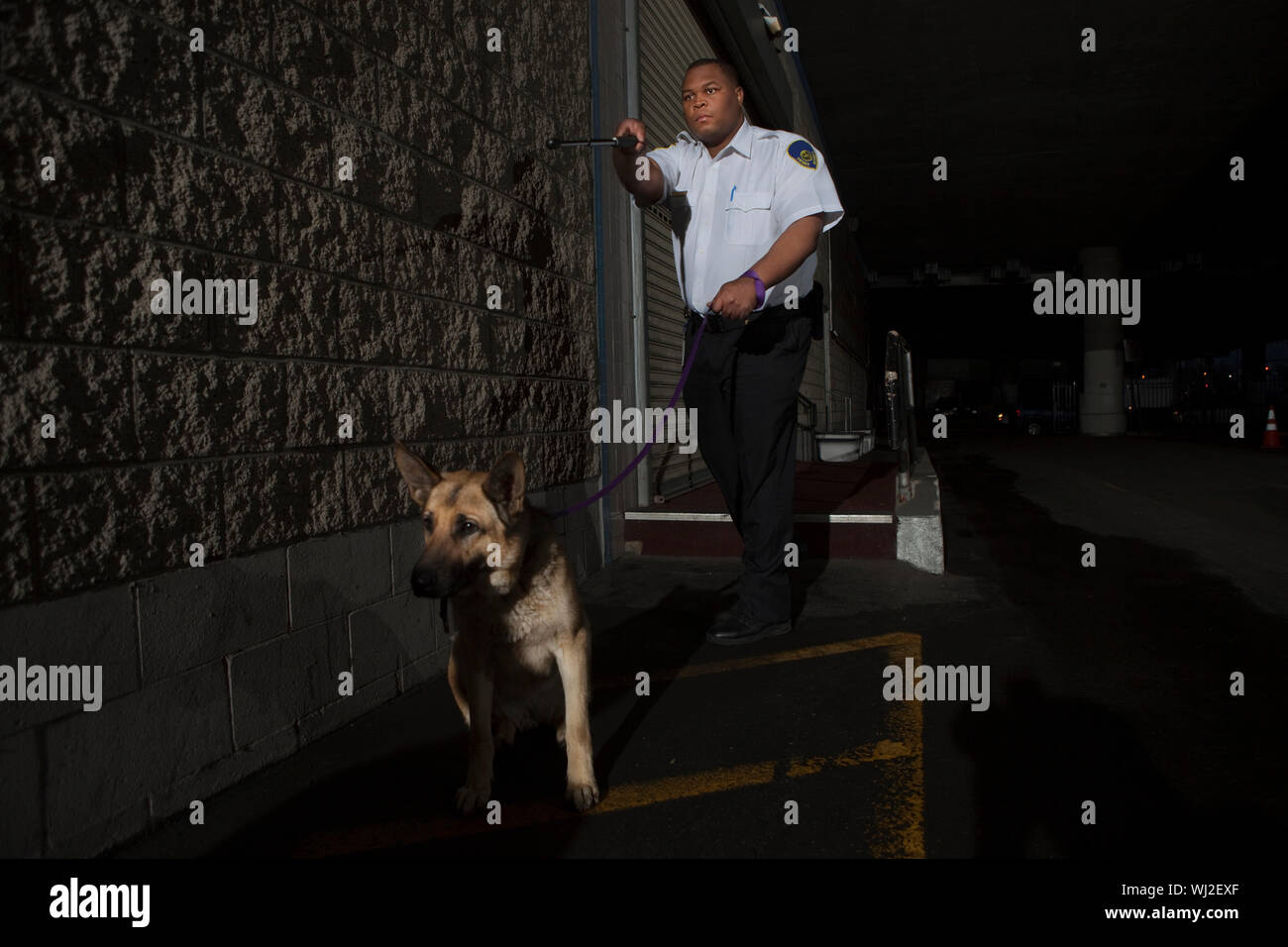 Young security guard with canine dog while on duty Stock Photo - Alamy
