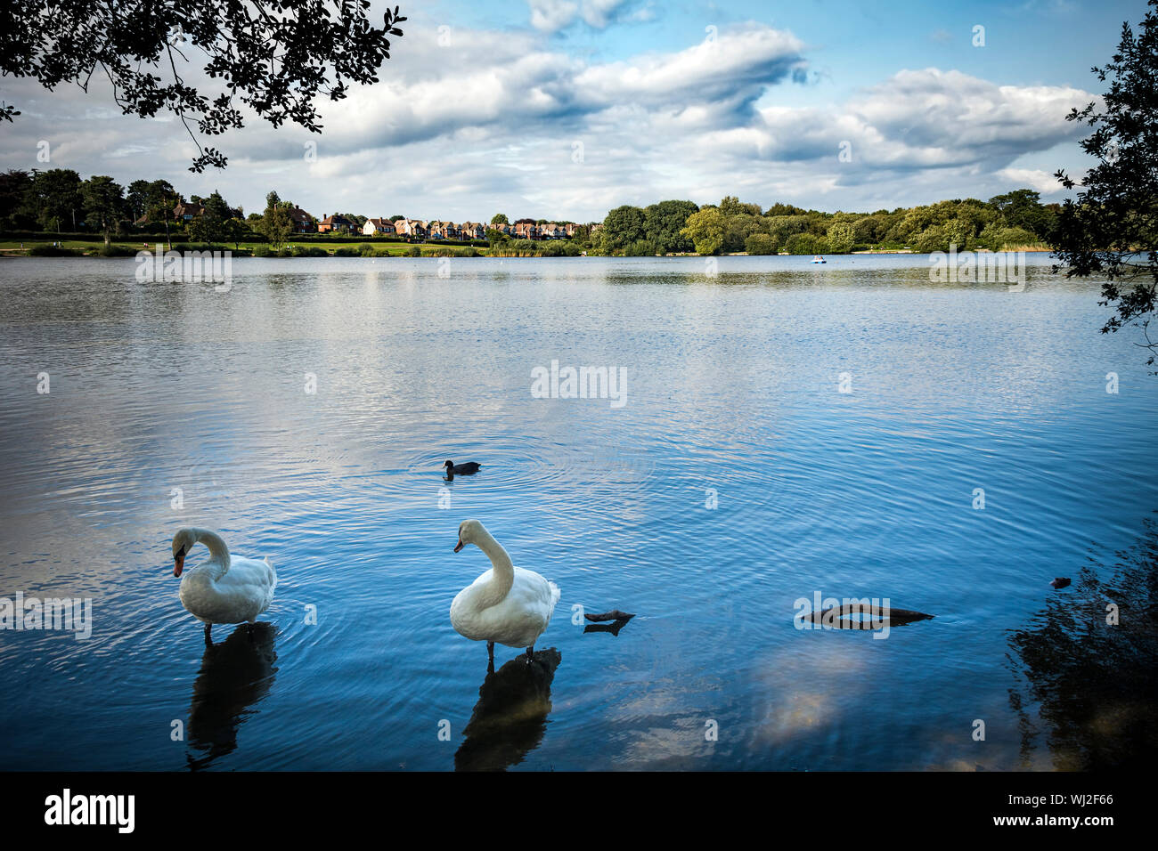 Petersfield Lake High Resolution Stock Photography and Images - Alamy