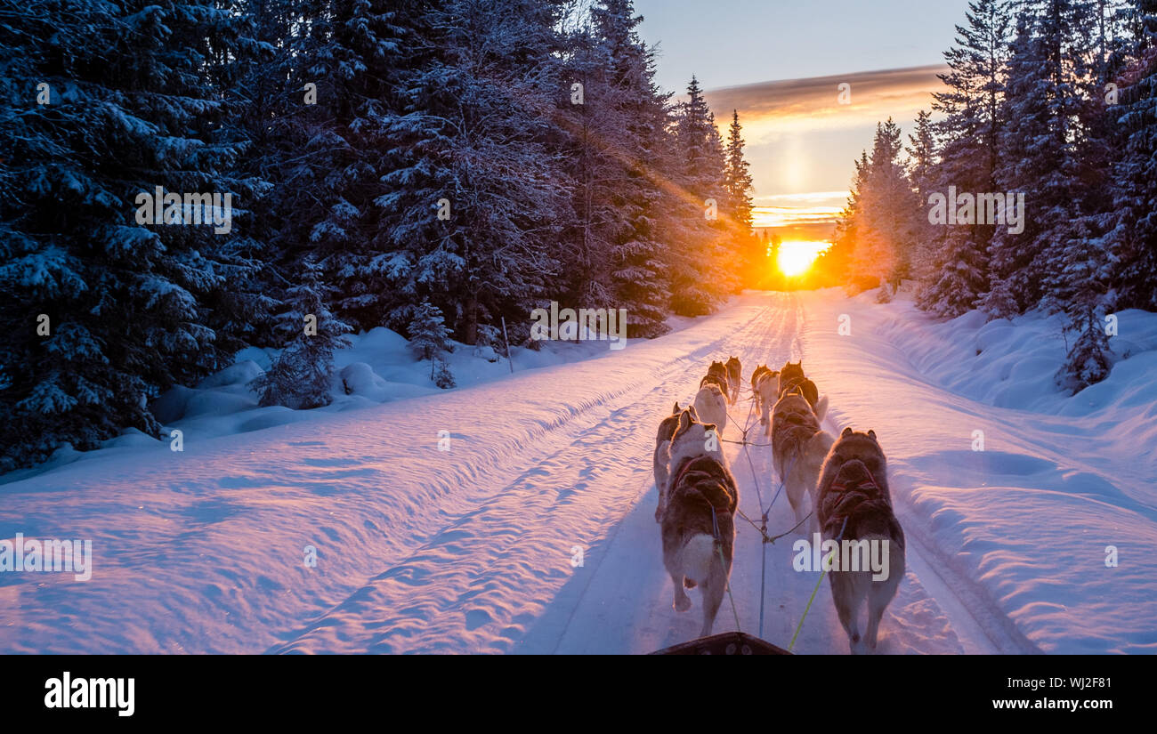 Dog pulling cart hi-res stock photography and images - Alamy