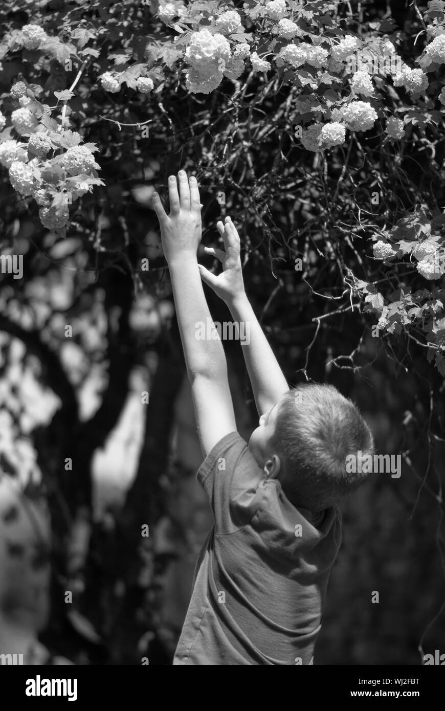 Boy reaching up hi-res stock photography and images - Alamy