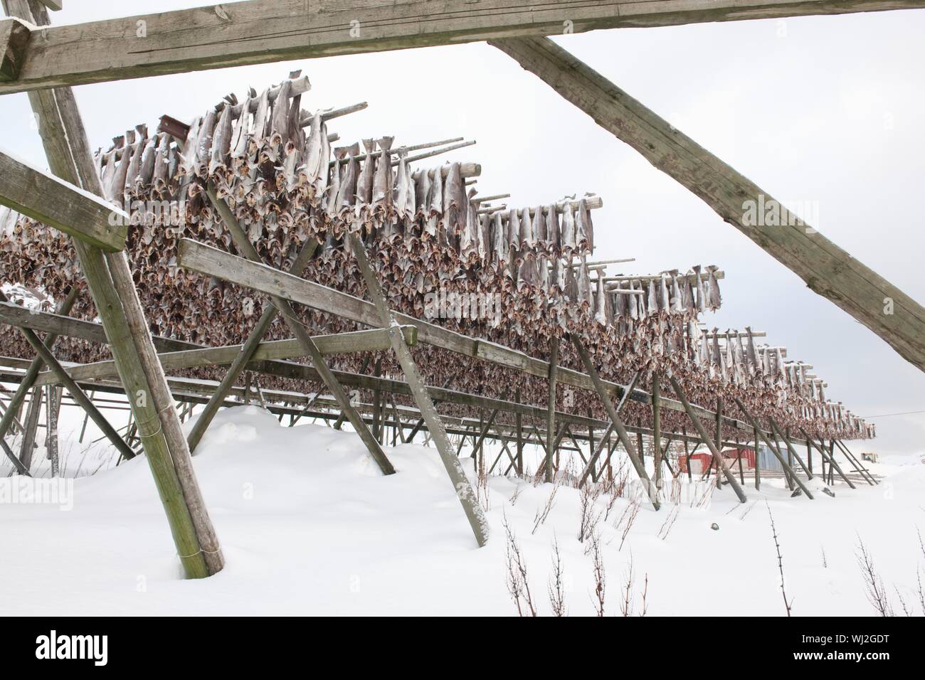 Dried cod stockfish in Loftofen Norway for export to Italy Stock Photo ...