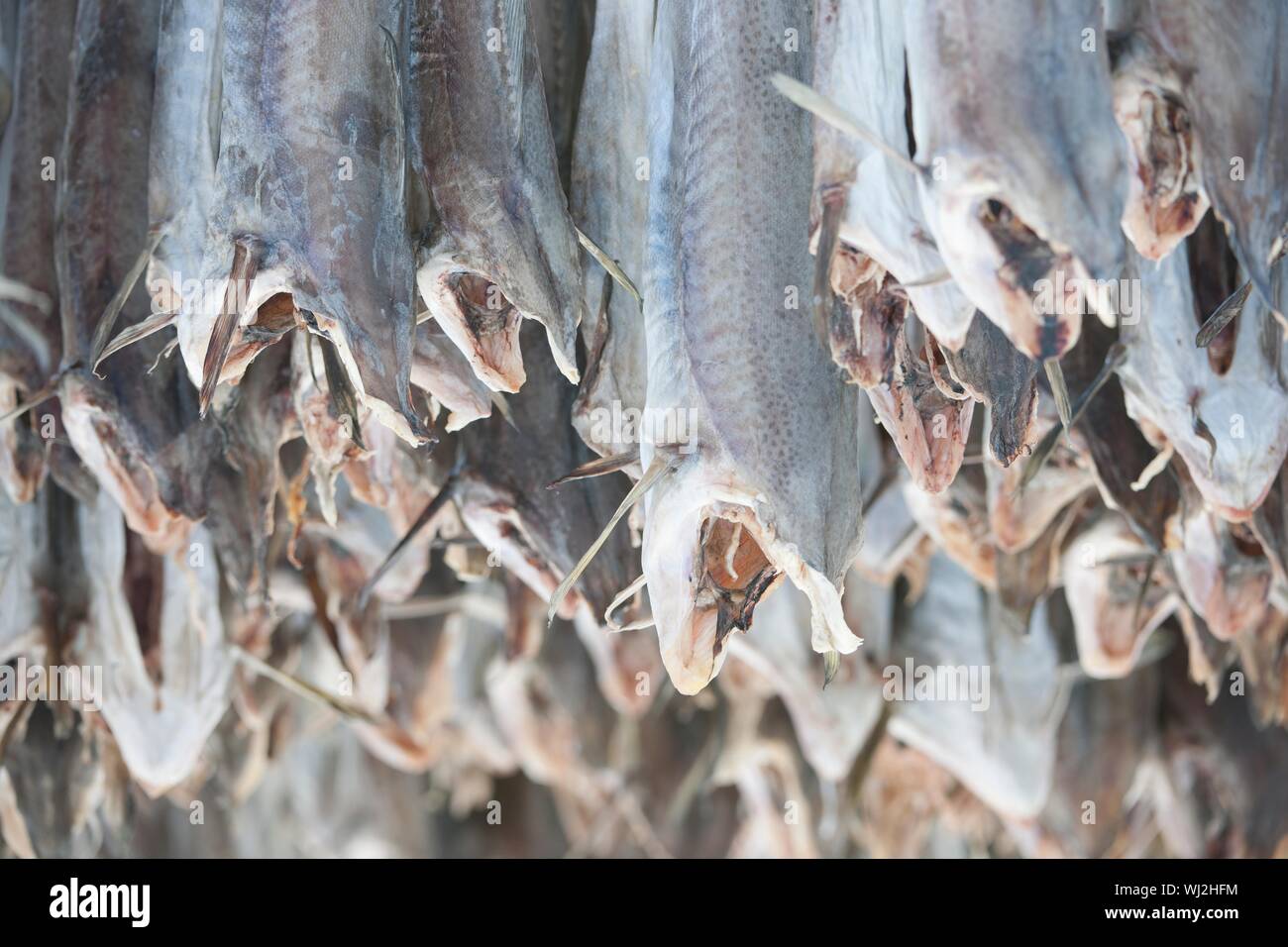 Dried cod stockfish in Loftofen Norway for export to Italy Stock Photo ...