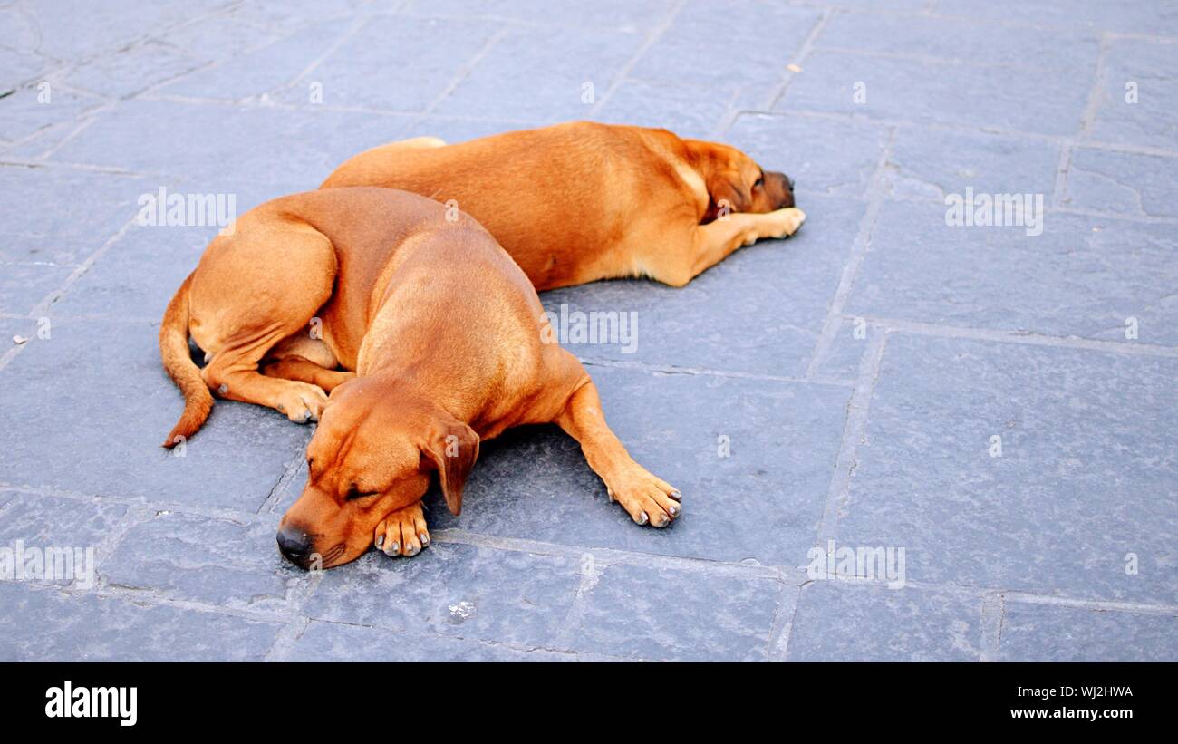 Ridgebacks High Resolution Stock Photography and Images - Alamy