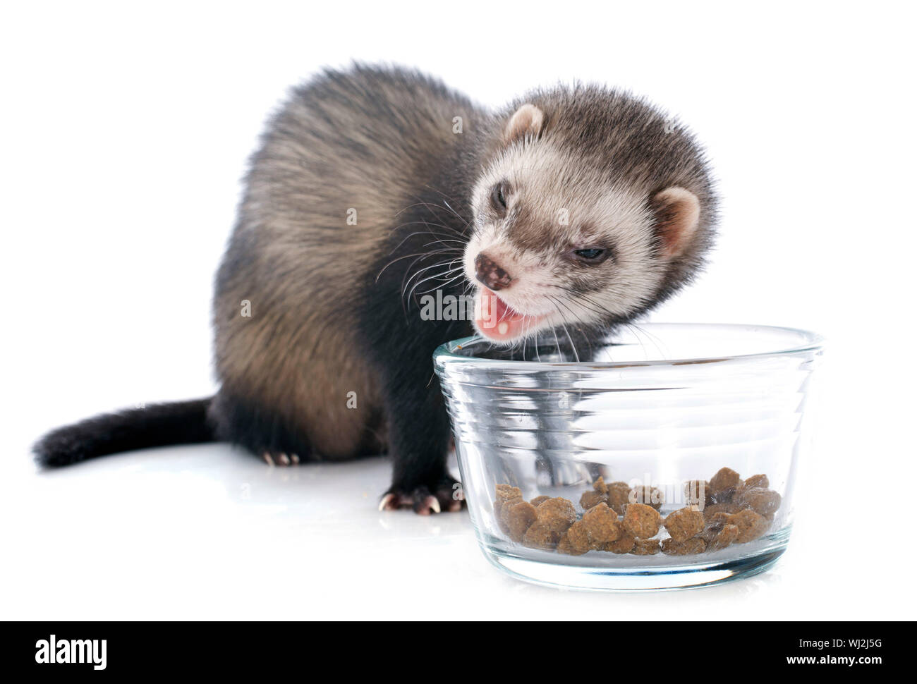 eating brown ferret in front of white background Stock Photo - Alamy